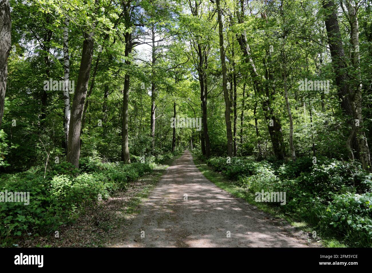 Sunlight thru the trees hi-res stock photography and images - Alamy