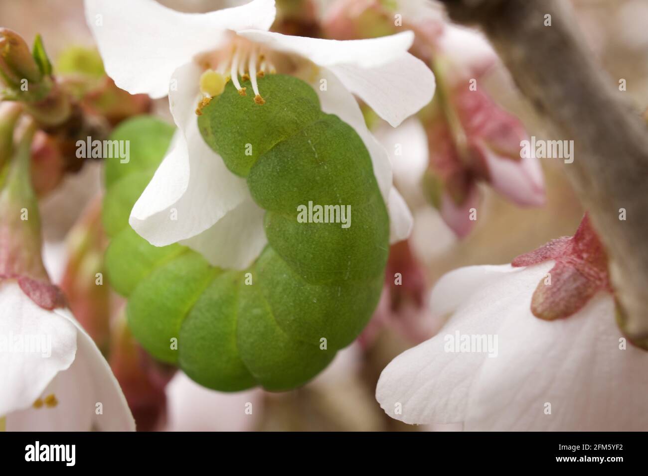 Green caterpillar on the blossom Stock Photo - Alamy