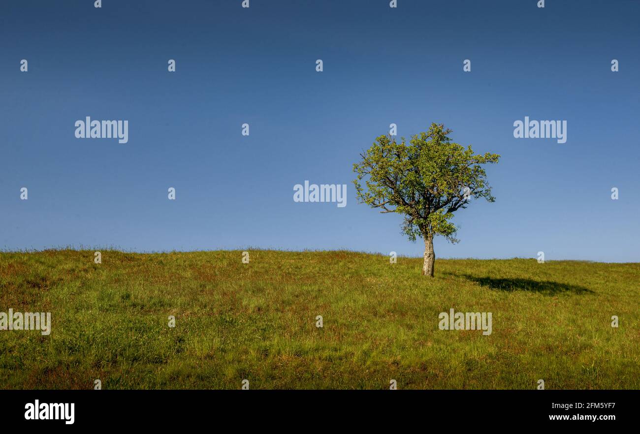 Lonely tree against blue sky with copy space Stock Photo - Alamy