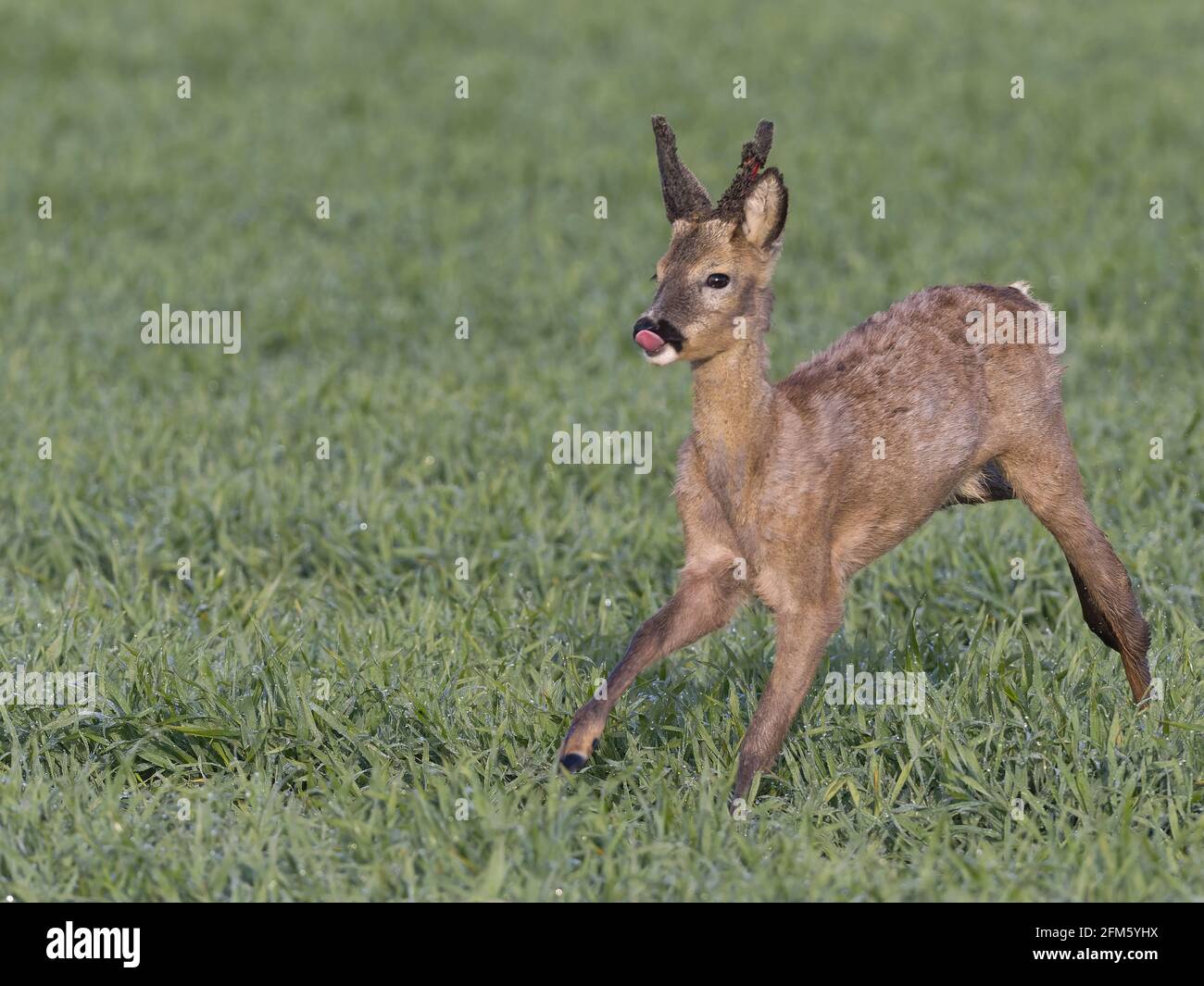 Roe deer fawn in wheat field with tongue showing Stock Photo - Alamy