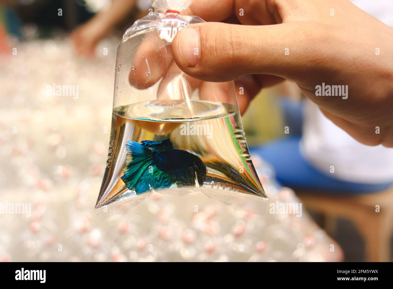 Closeup of a hand holding a plastic bag with a cute small blue cockerel ...