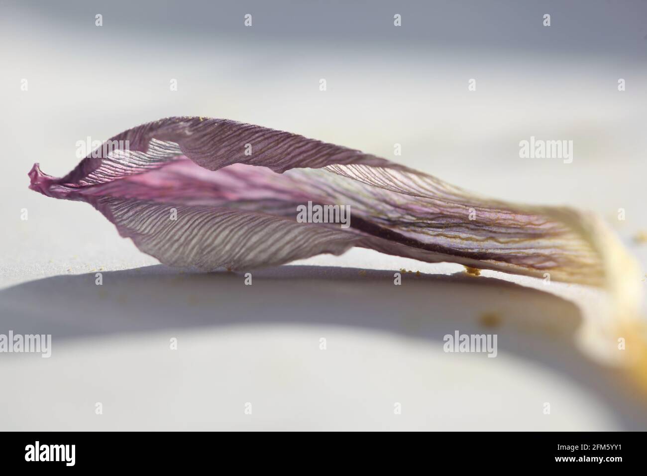 Beauty in Decay Concept - Macro view of One Decaying Tulip Petal ...