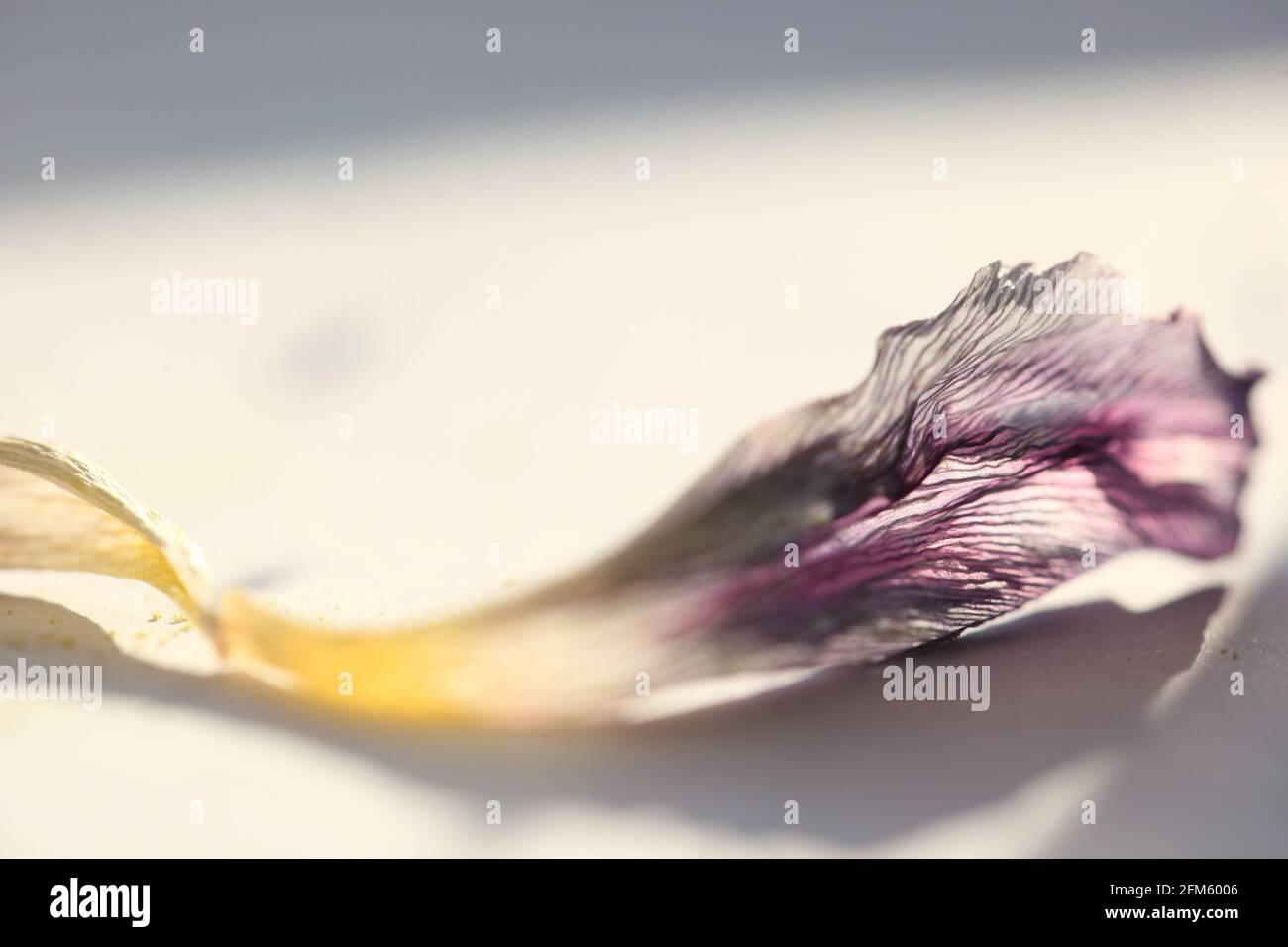 Beauty in Decay Concept - Macro view of a Withered Tulip Petal isolated ...