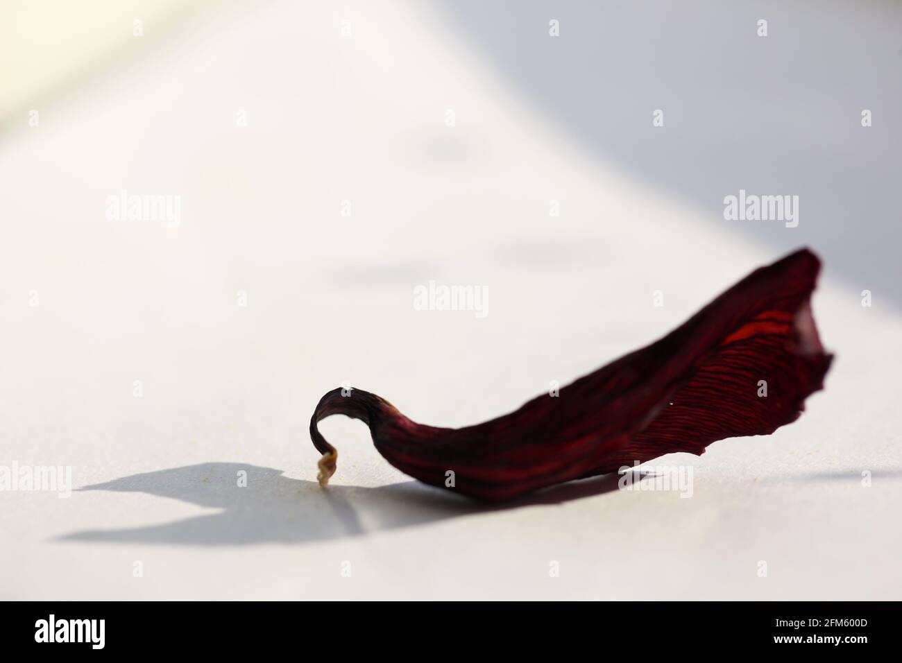 Life / Fine Art / Decay Concept - Macro view of a single Red Decaying ...