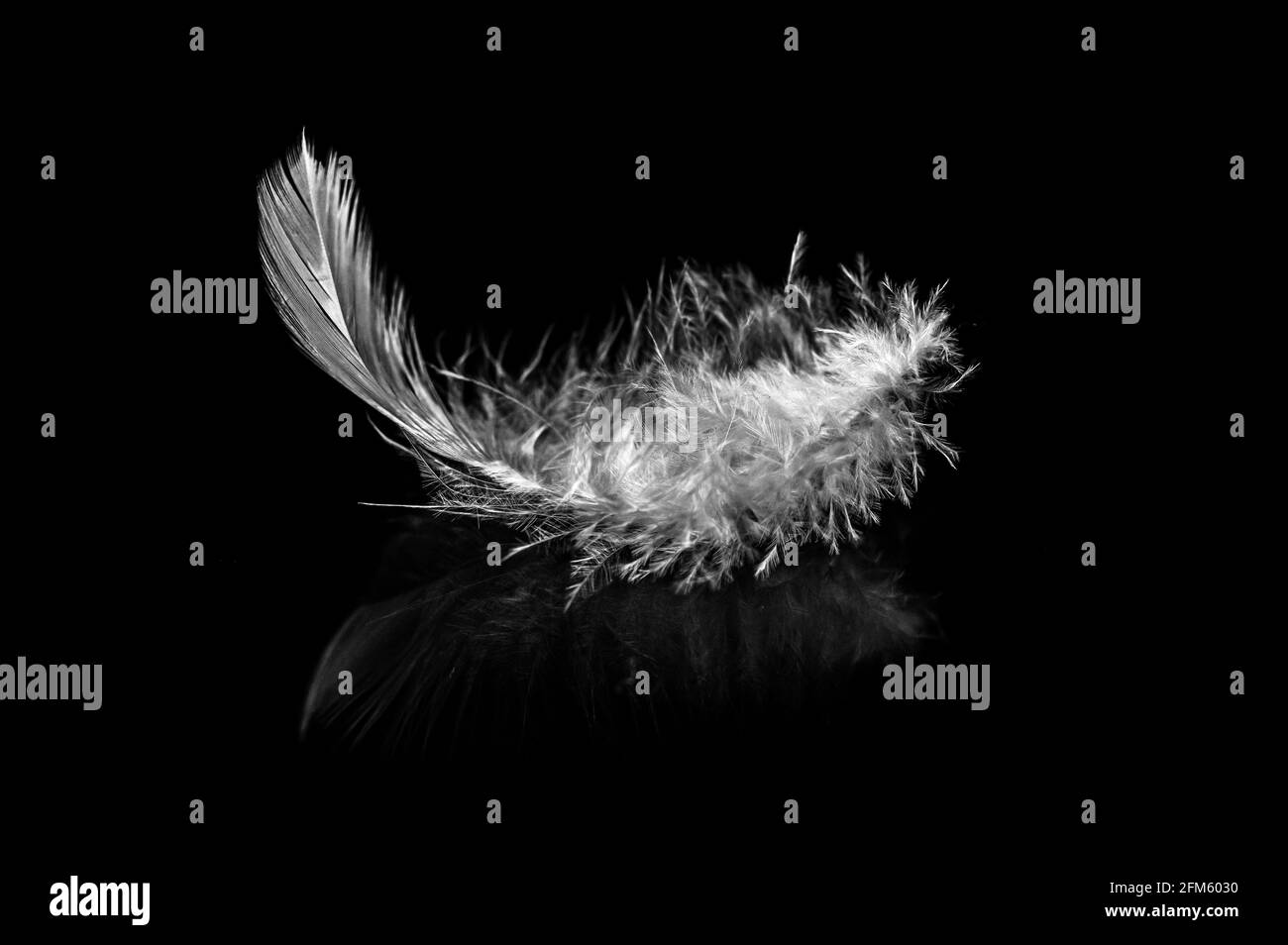 Reflecting soft light in Black and White Stock Photos & Images - Alamy