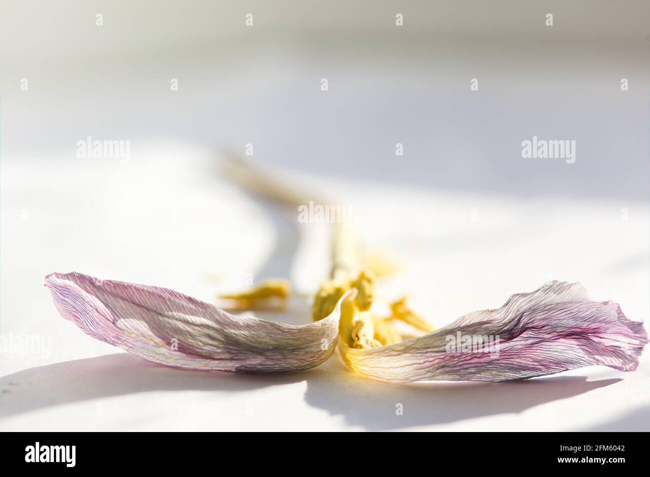 Creativity Concept - Low-angle diffused focus view of two decaying ...