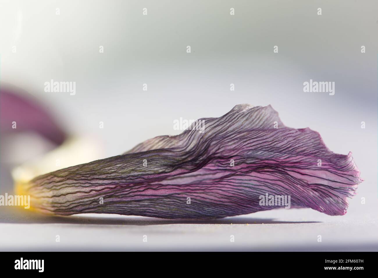 Dying plant stages hi-res stock photography and images - Alamy