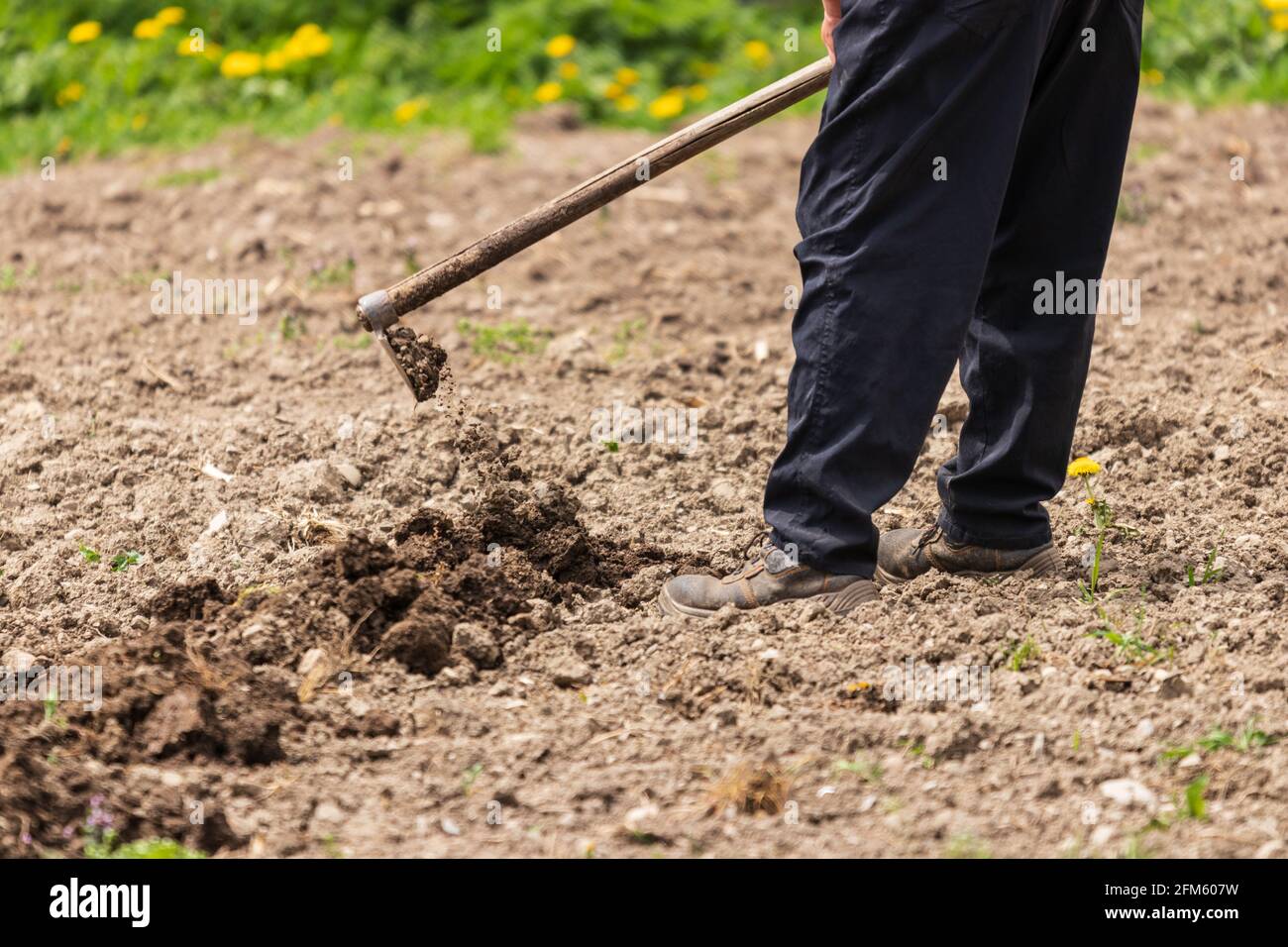 Farmer digging potatoes hi-res stock photography and images - Alamy