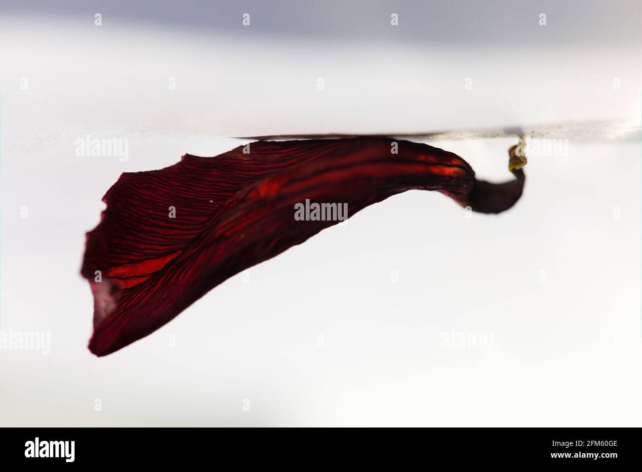 Life / Arts & Culture / Decay Concept - Macro view of a single Red ...