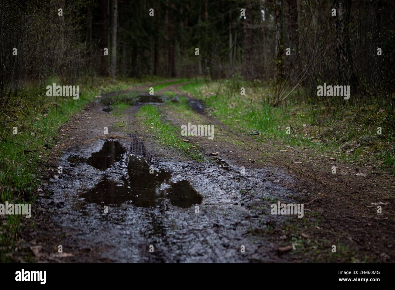 Unpaved coniferous forest trail hi-res stock photography and images - Alamy