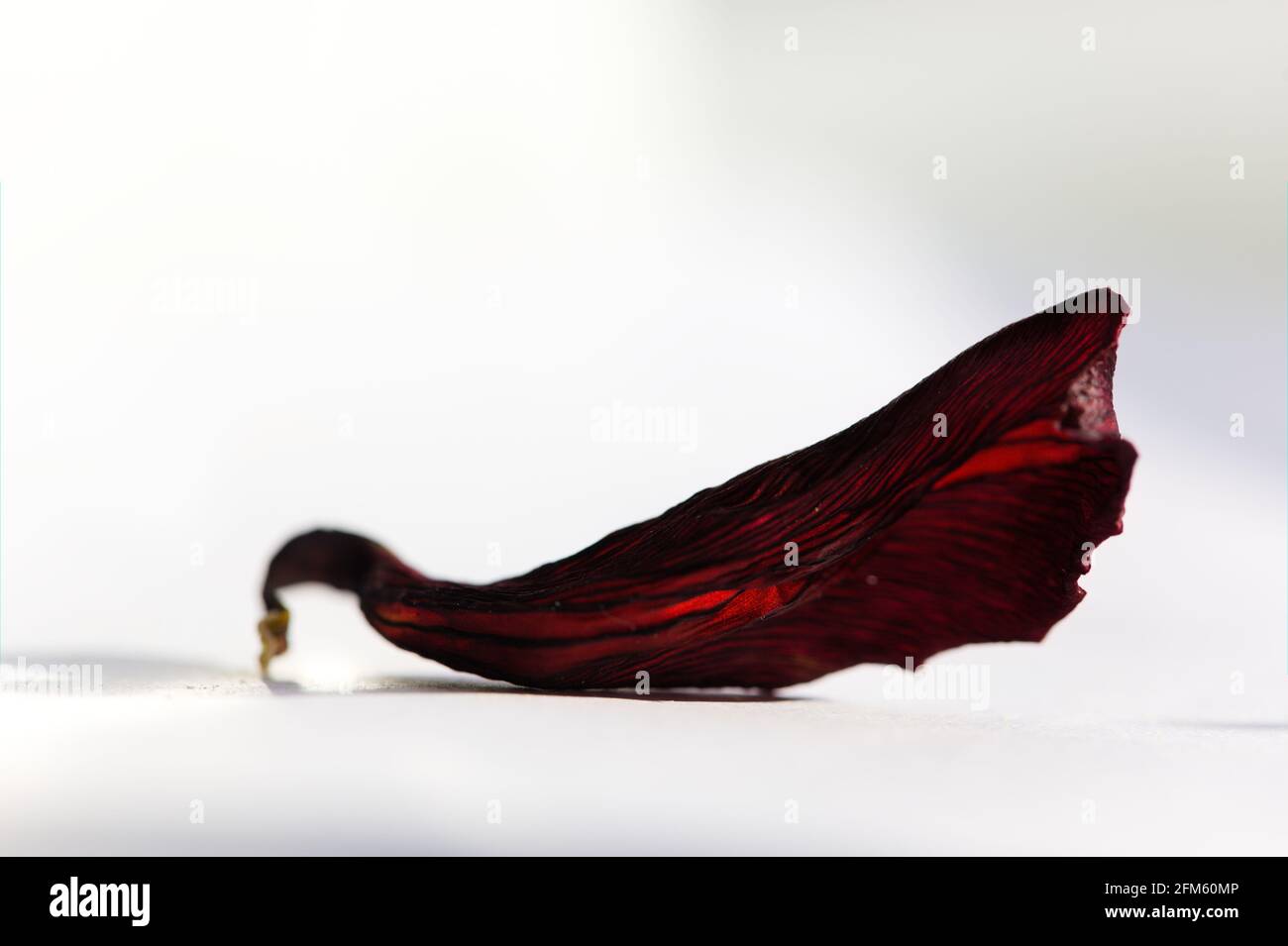 Life / Arts & Culture / Decay Concept - Macro view of a single Red ...