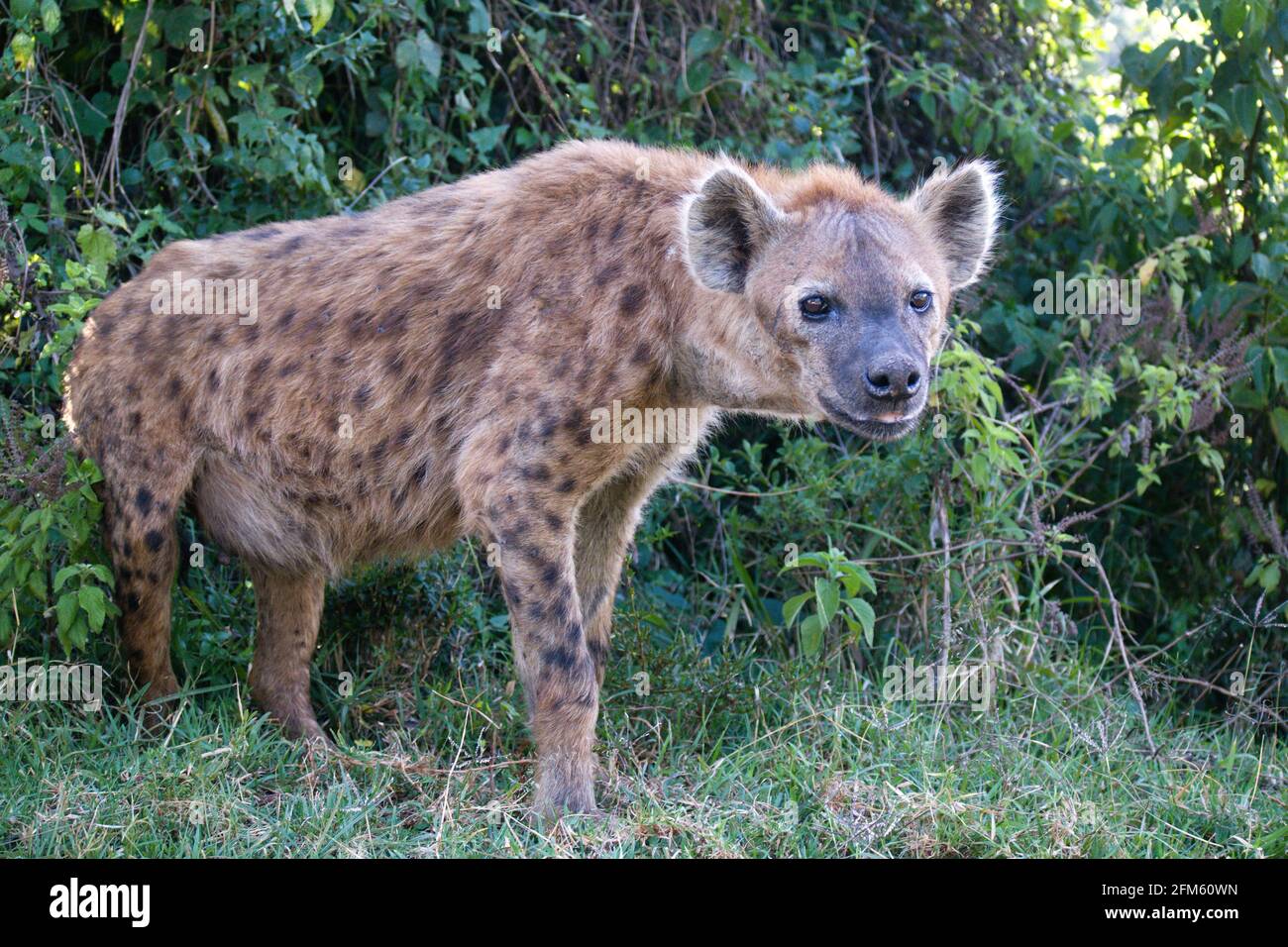 Wild hyena in Aberdare range, Kenya Stock Photo - Alamy