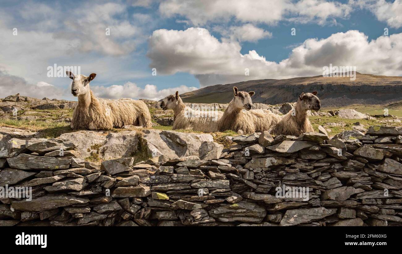 Blue faced leicester sheep hi-res stock photography and images - Alamy