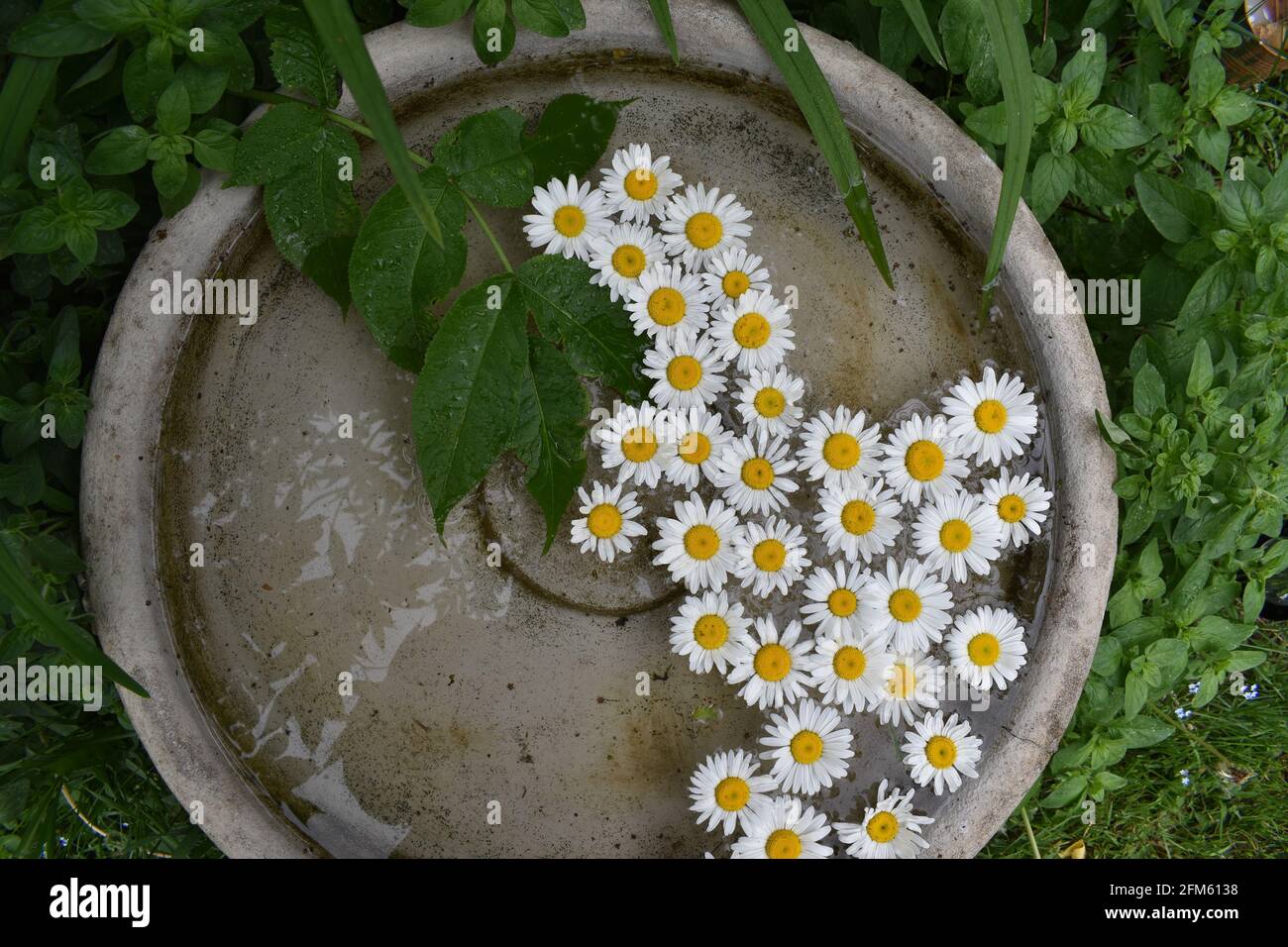 Daisies in a water basin Stock Photo - Alamy