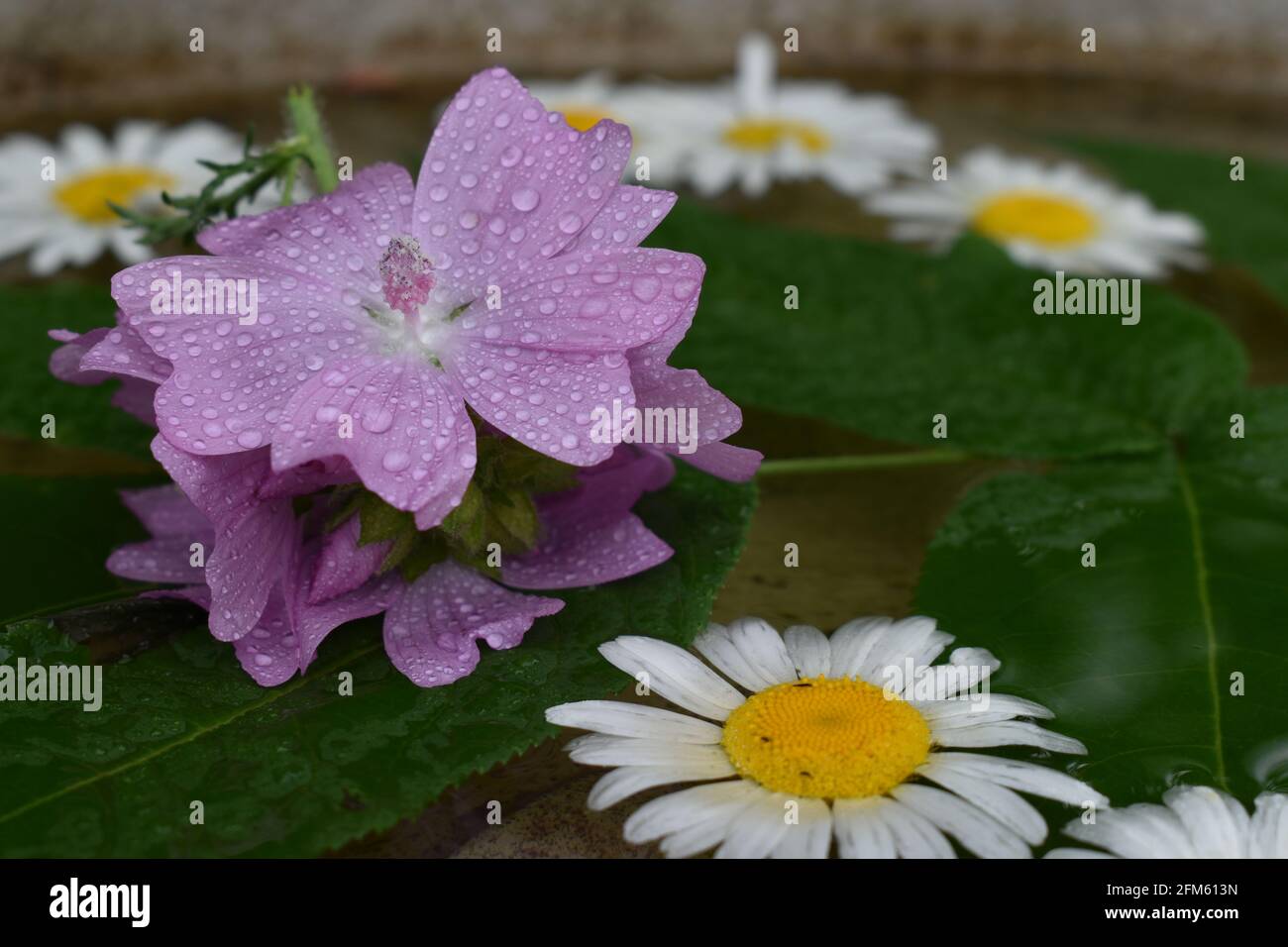 Primavera flo hi-res stock photography and images - Alamy