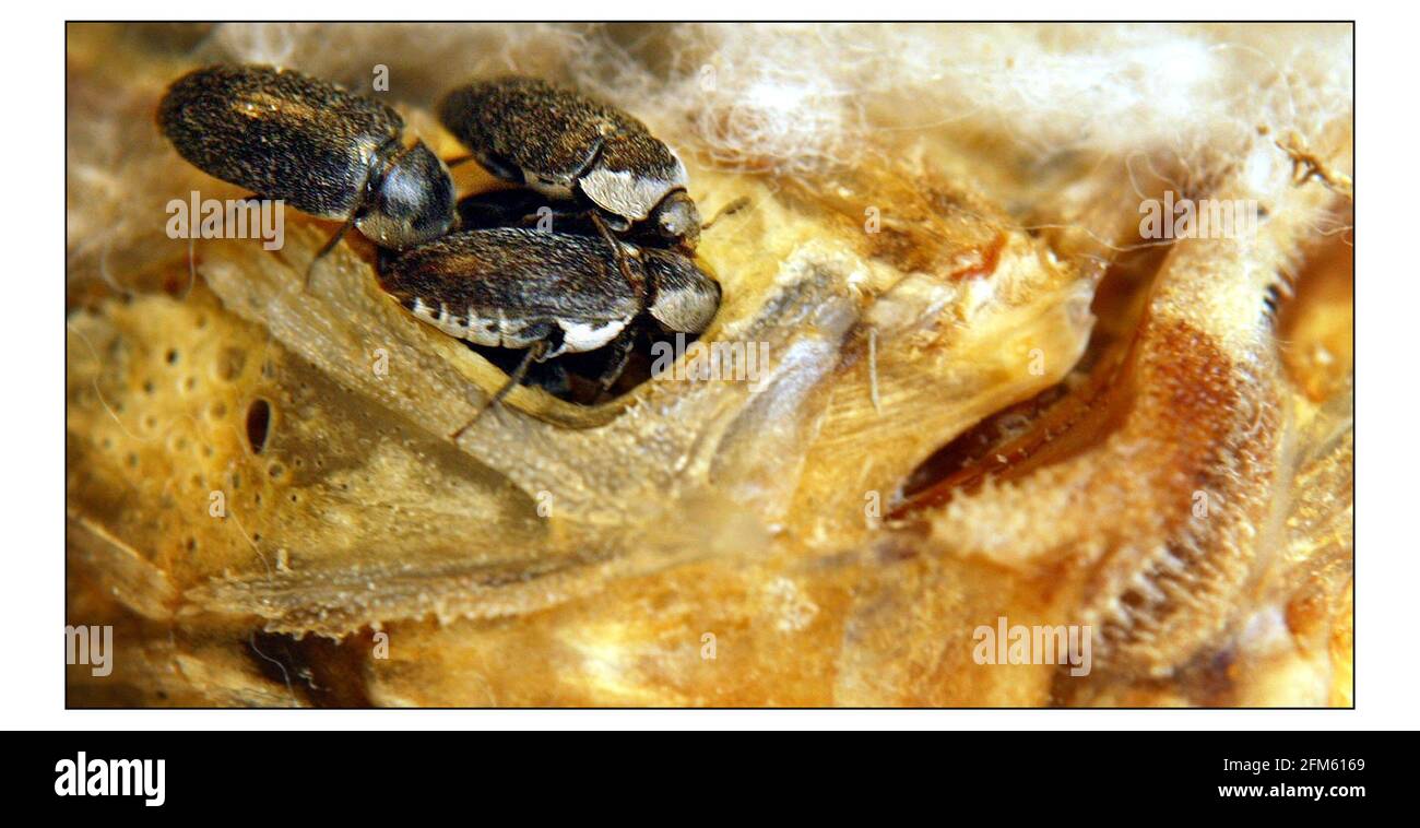 Flesh eating beetles, Dermestes maculatus or Hide Beetles, up to 10 mm ...