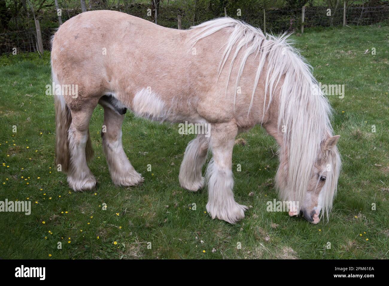 Long Flowing Mane High Resolution Stock Photography and Images - Alamy