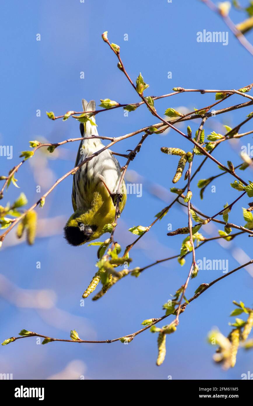 Siskin (Carduelis spinus) perched in a tree upside down Stock Photo - Alamy