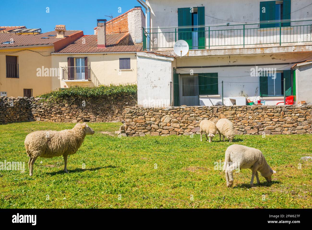 Cuatro ovejas hi-res stock photography and images - Alamy