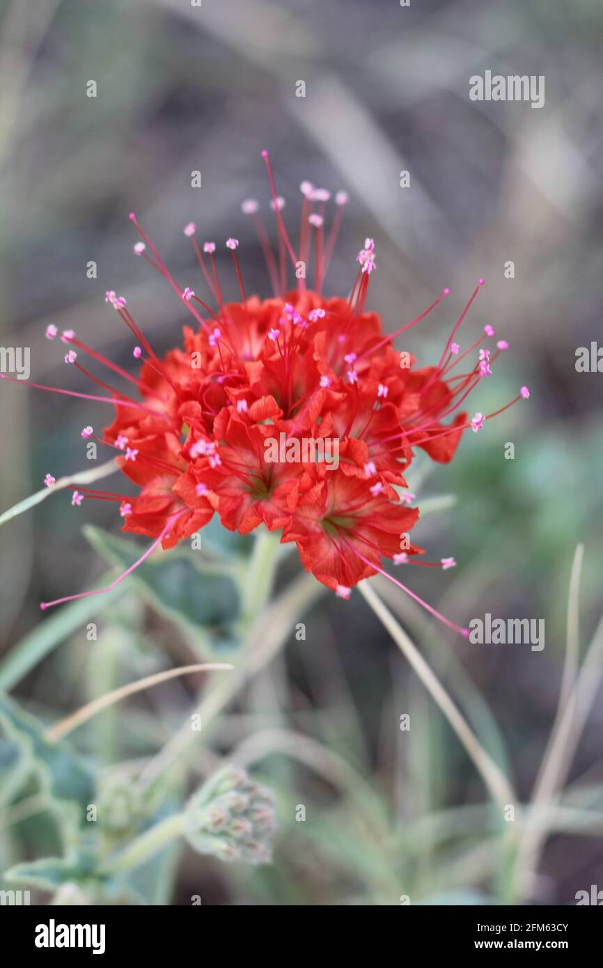 Devils flower hi-res stock photography and images - Alamy