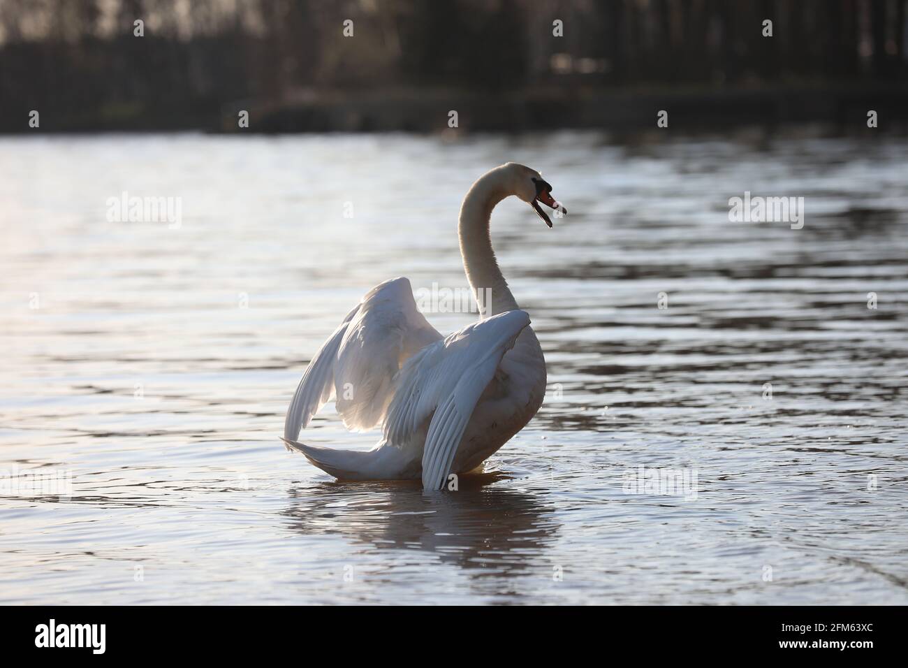 White swan birds bird wildlife hi-res stock photography and images - Alamy