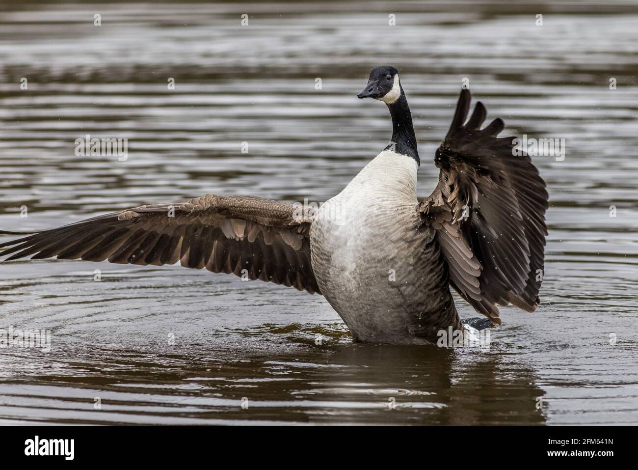 Canada goose beak open hi-res stock photography and images - Alamy