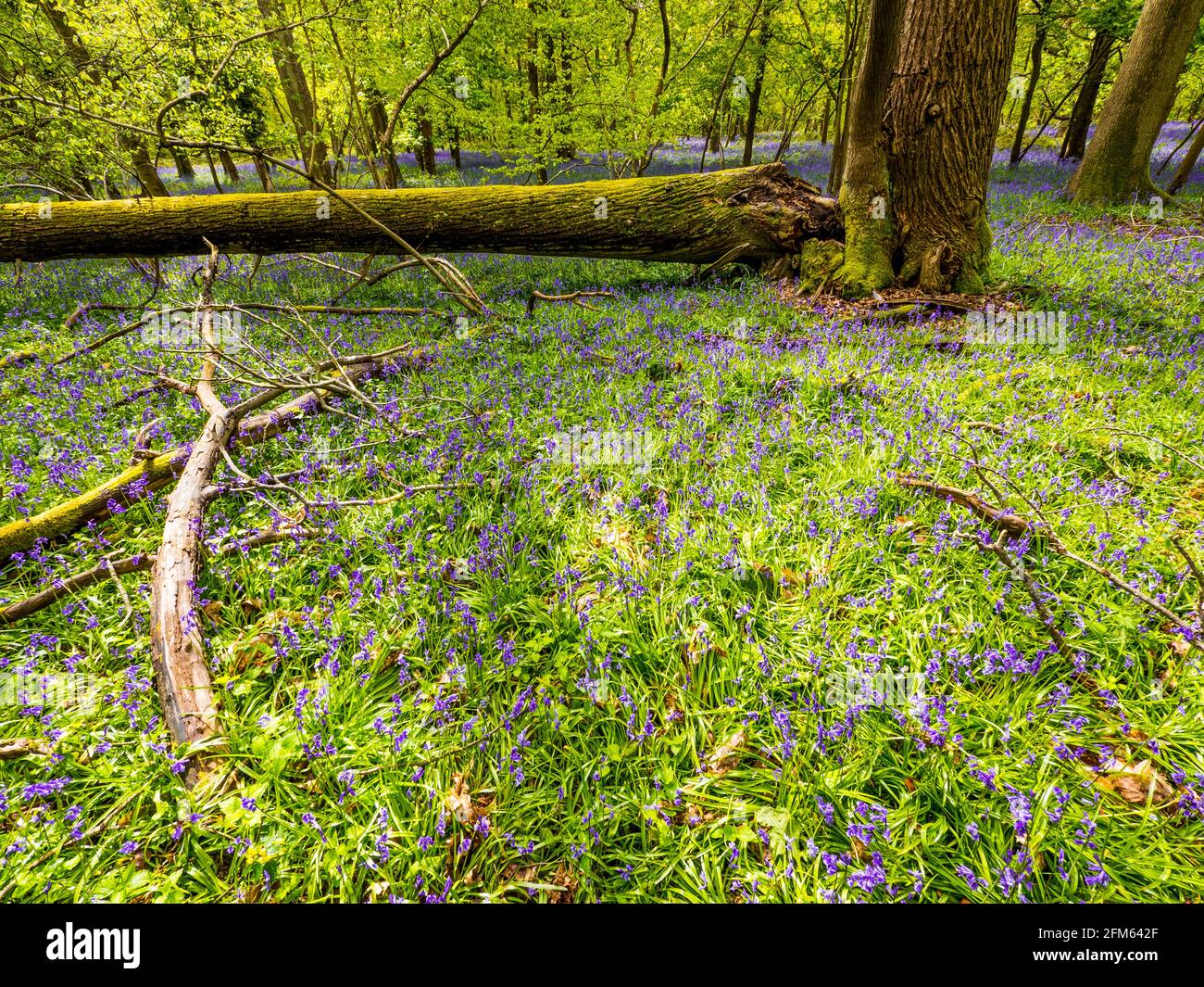 Harpsden woods hi-res stock photography and images - Alamy