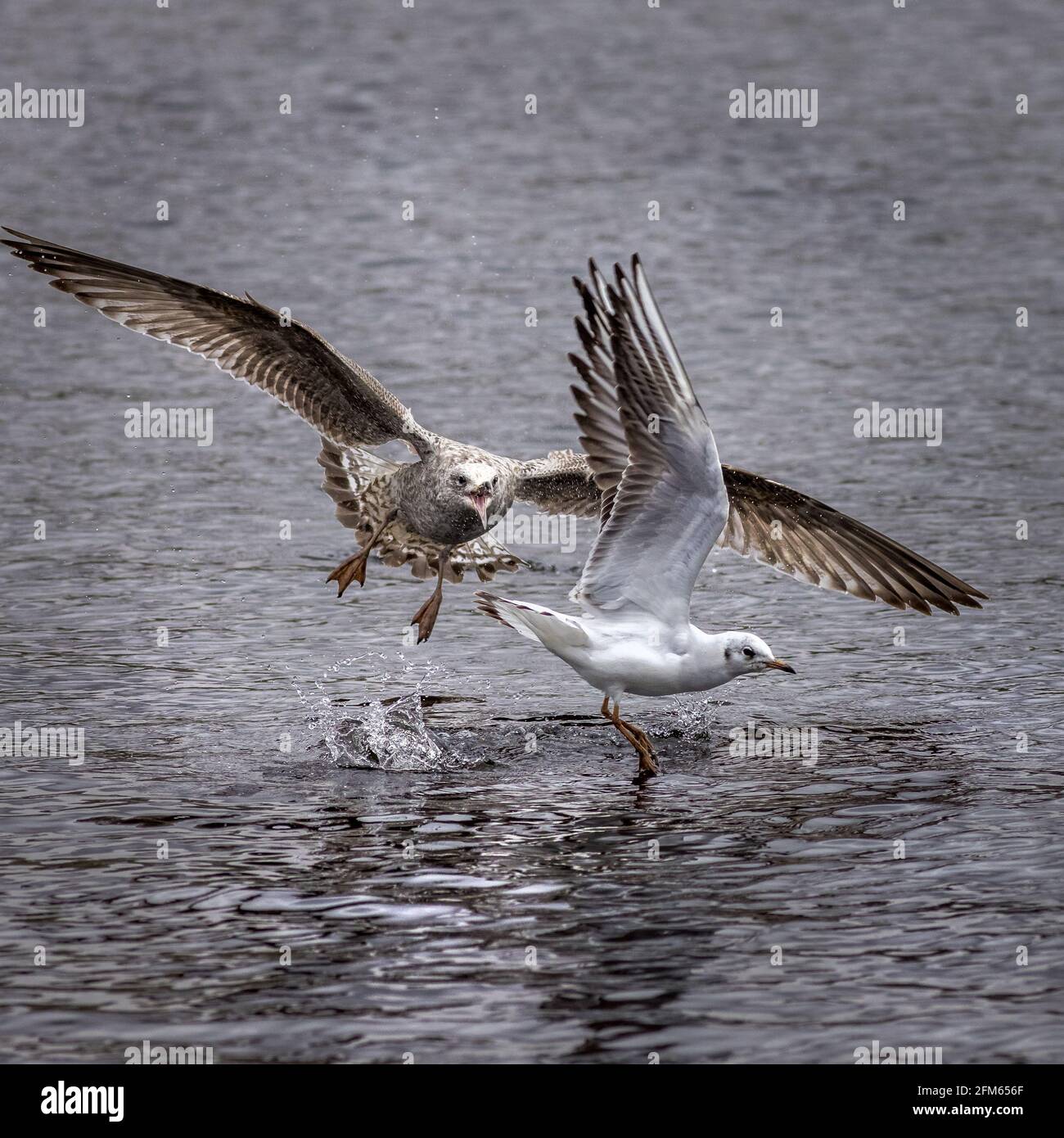Common gull about to attack a Black-headed gull Stock Photo - Alamy