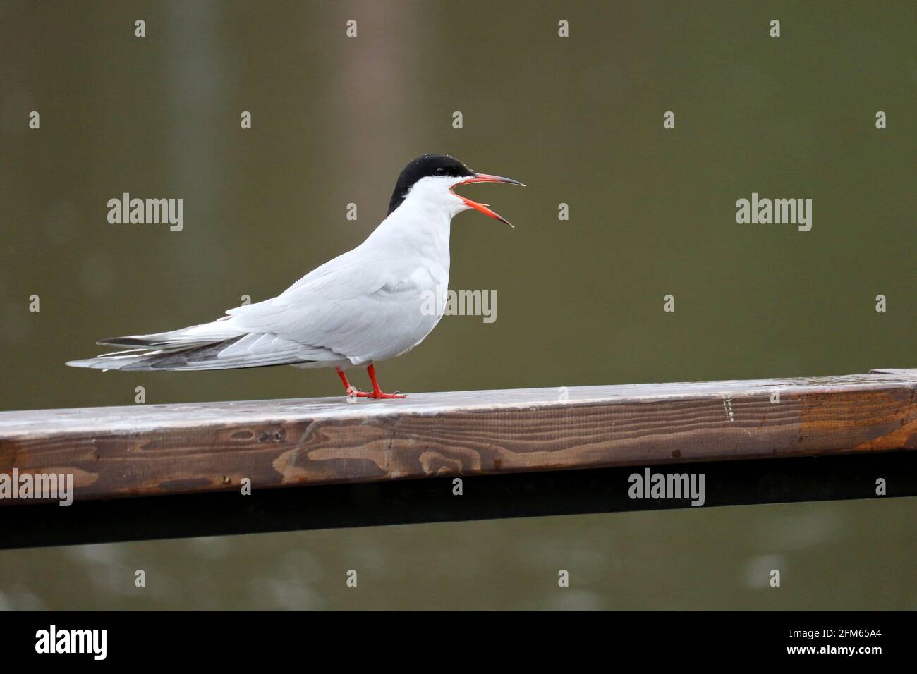 Seagull crying sitting on a wooden railing on water background Stock ...