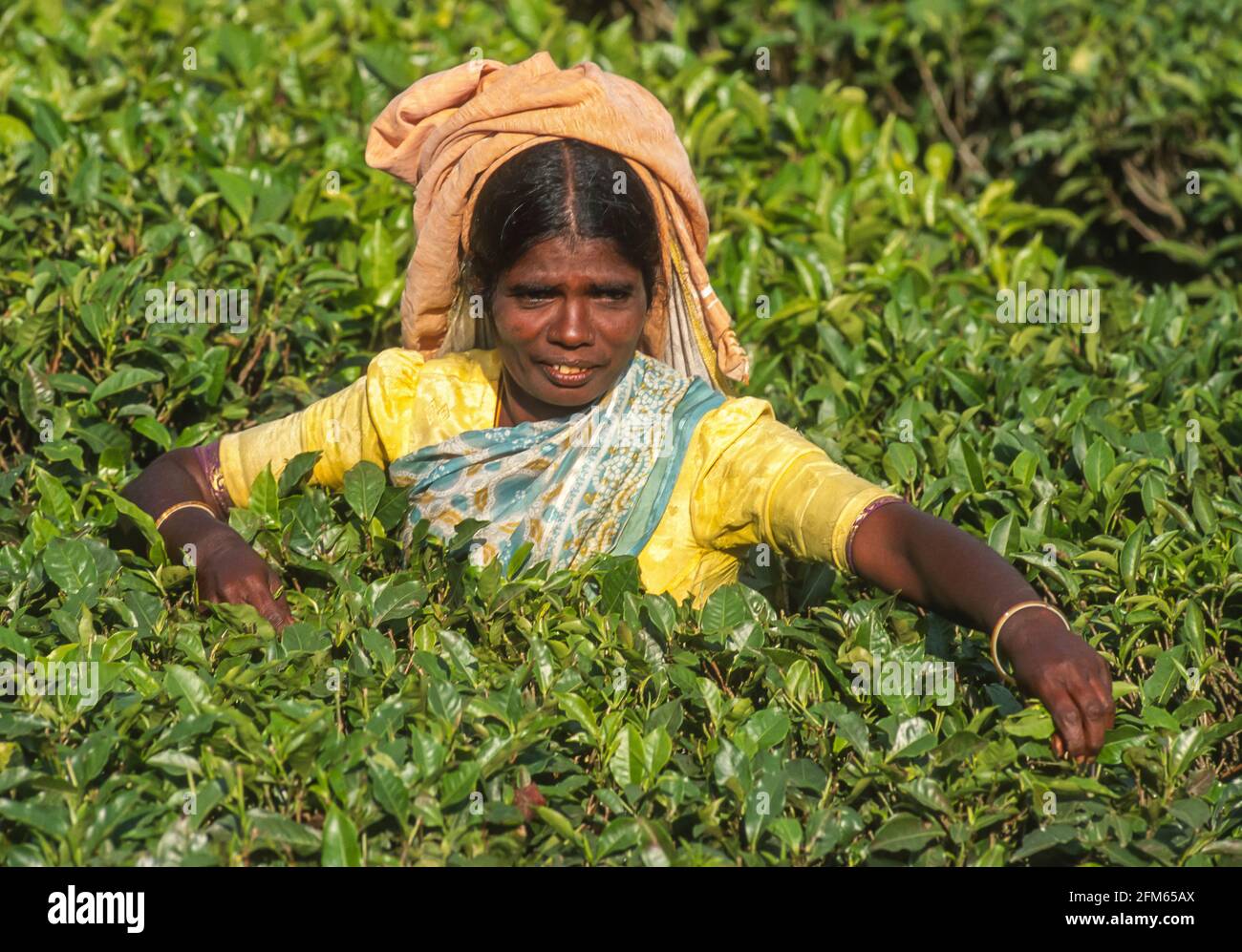 KERALA, INDIA - Woman tea plucker from Tamil Nadu selects two tea ...