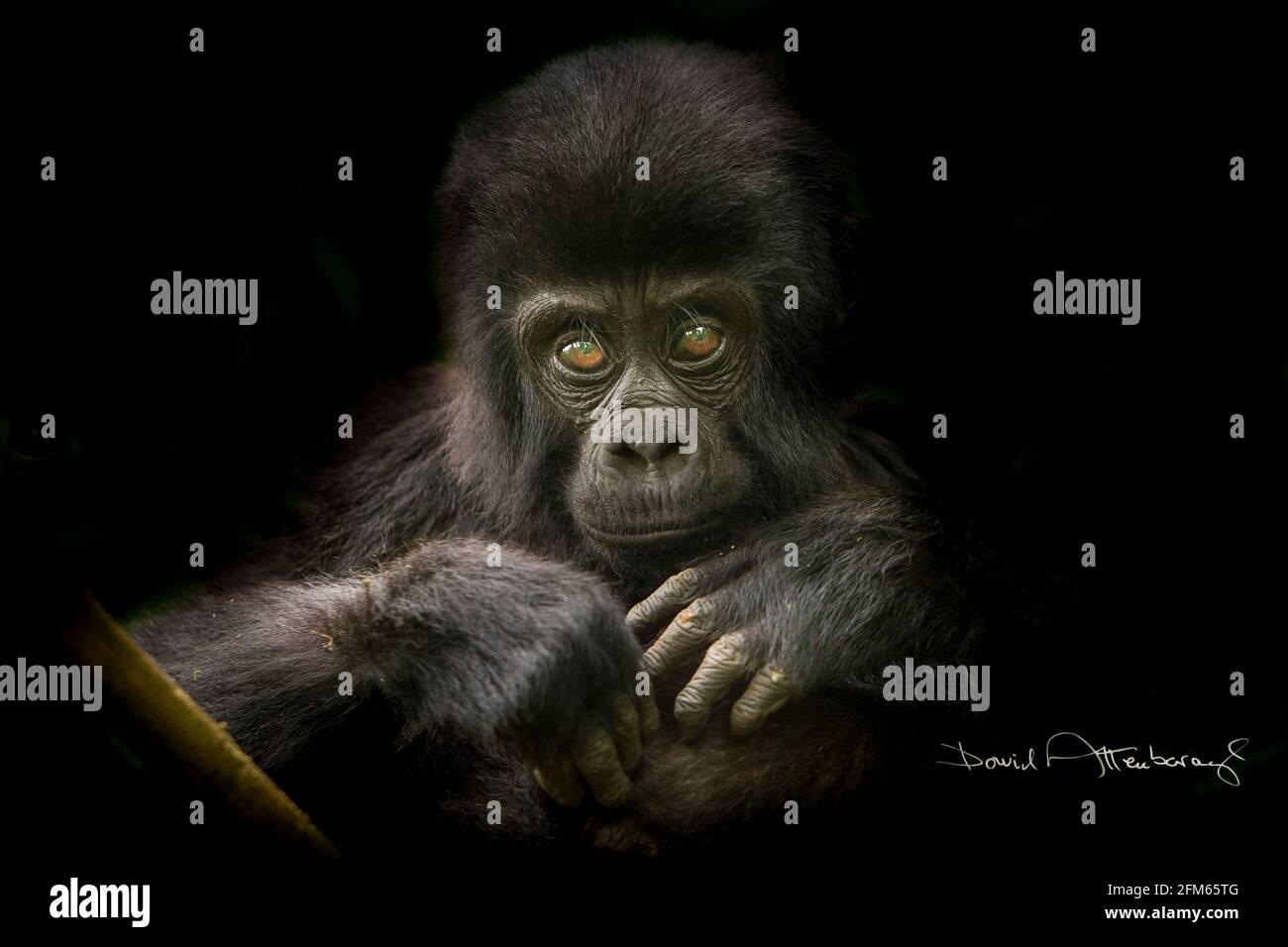 David Attenborough Gorilla Hi Res Stock Photography And Images Alamy
