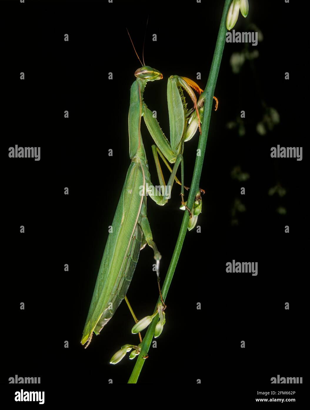 Triangular Head High Resolution Stock Photography and Images - Alamy