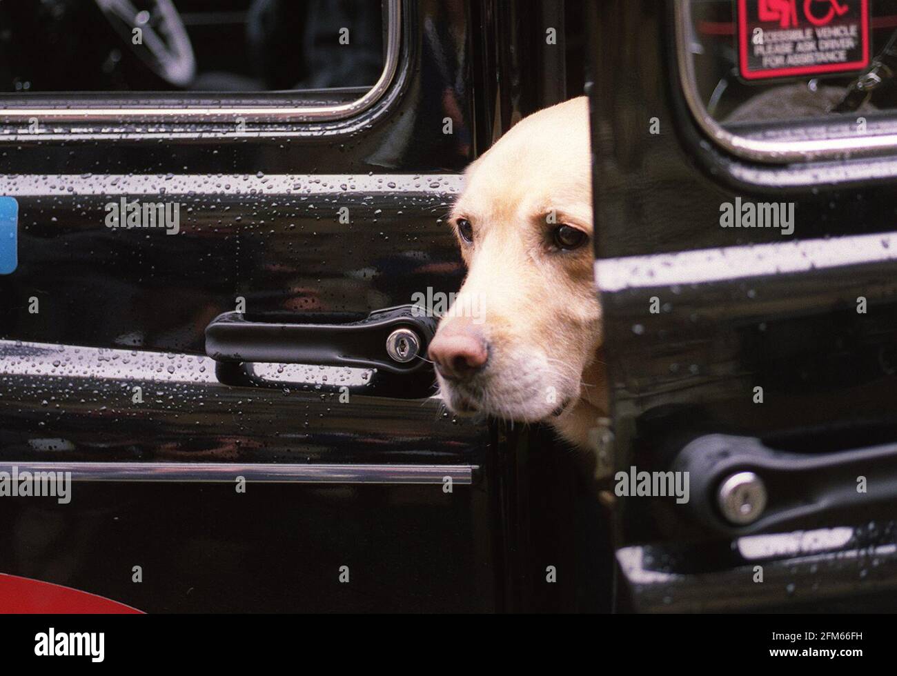 Guide Dogs For the Blind Association March 2001Nixon the gudie dog of ...