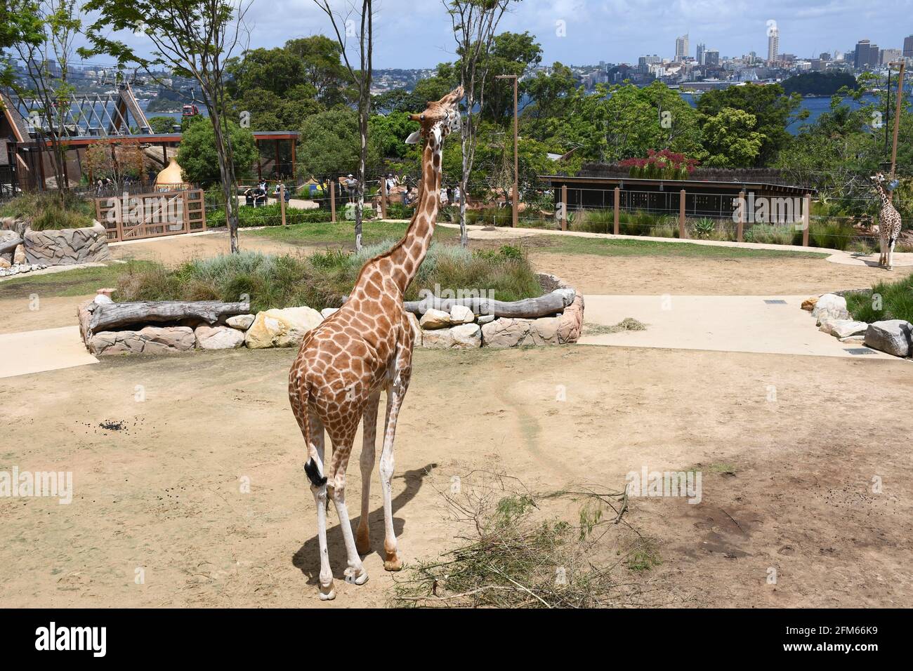 Closeup shot of a giraffe in zoo on a sunny day in summer Stock Photo ...
