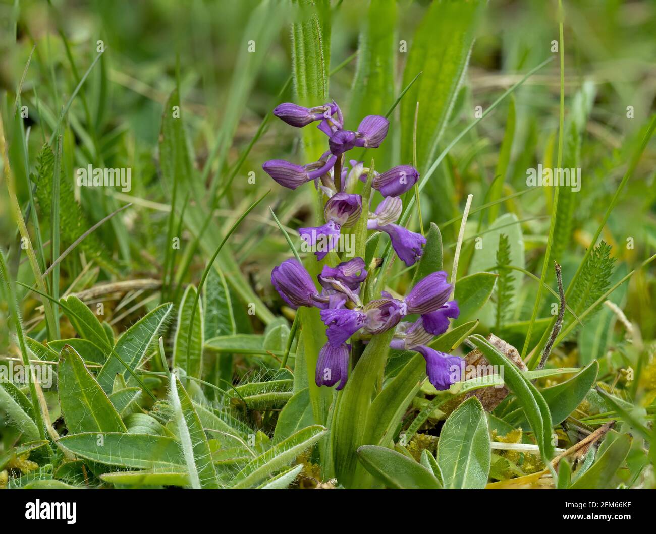 Green-winged orchid. Howell Hill Stock Photo - Alamy