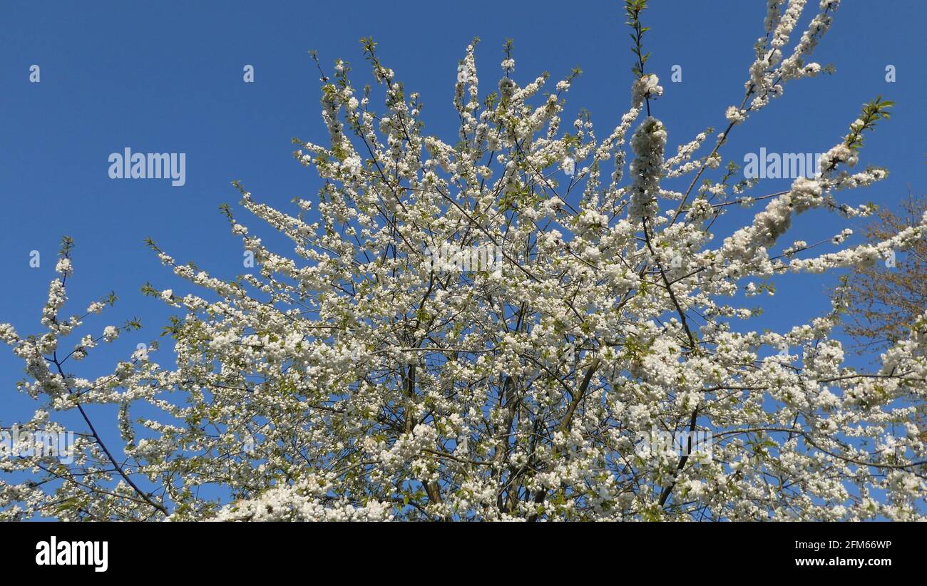 Prunus avium (mazzard cherry) blooming tree Stock Photo - Alamy