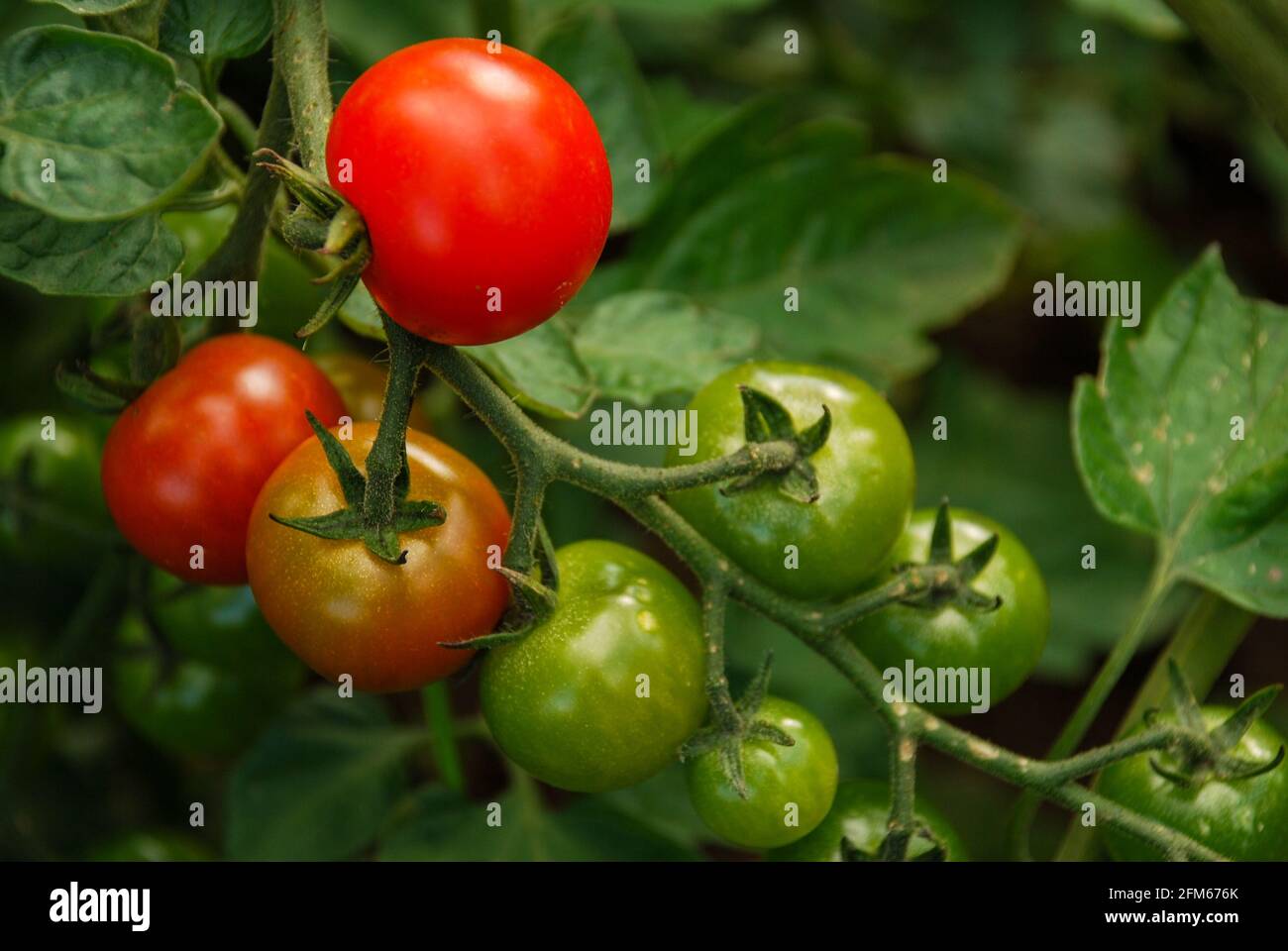 Tomatoes in different ripeness stages growing on stem Stock Photo - Alamy