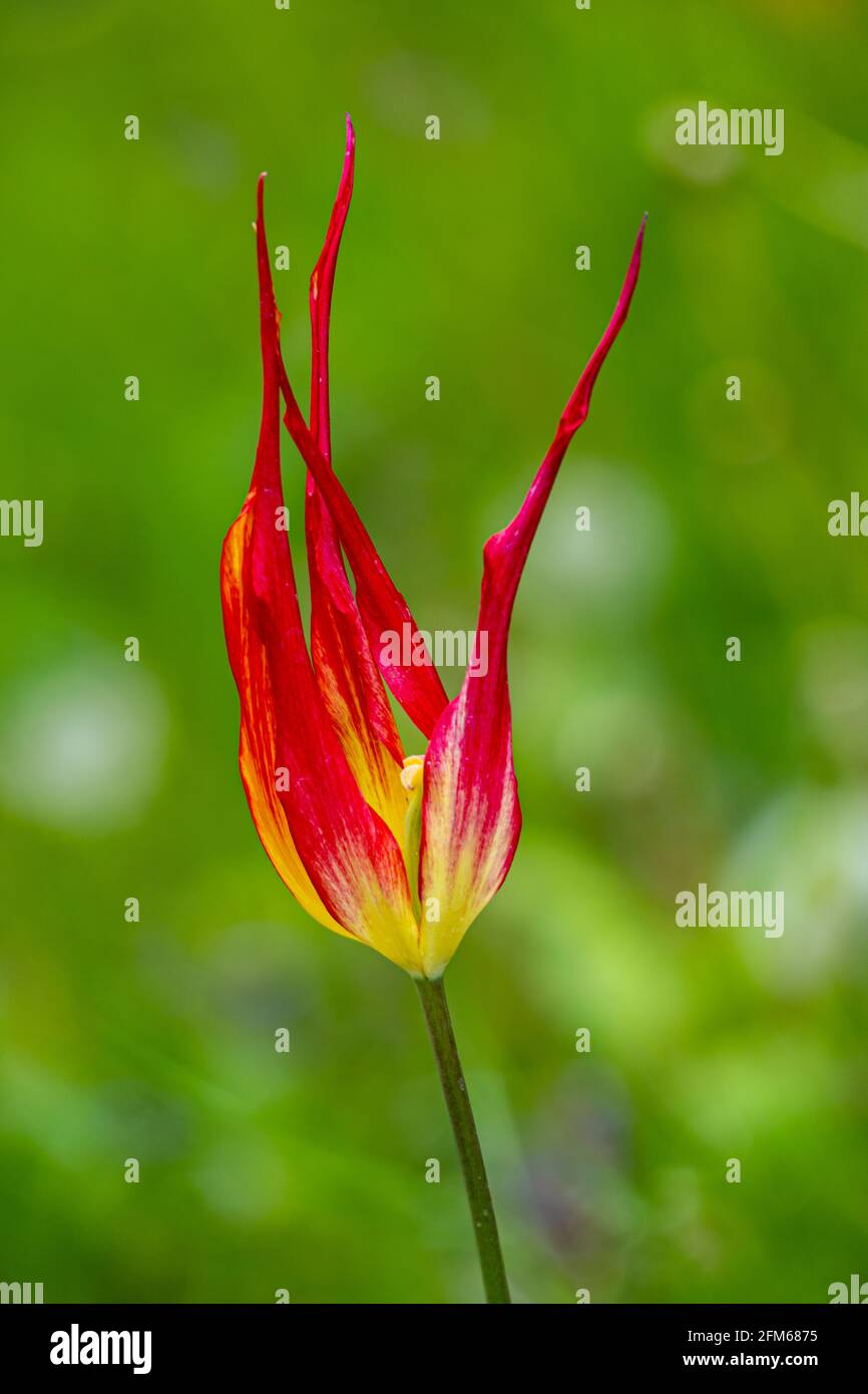 Soft focus of a beautiful red horned tulip against a blurry field Stock ...