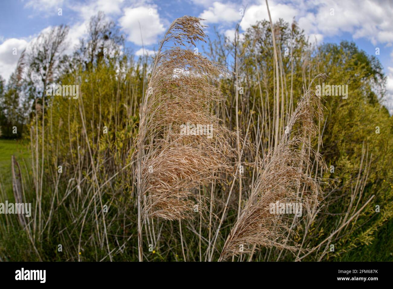 Winter-dried reed flowers in Alsace, France. On the banks of the river ...