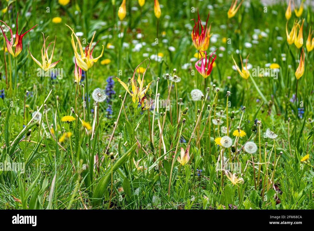 Colorful meadow with horned tulips, dandelions and hyacinths growing in ...