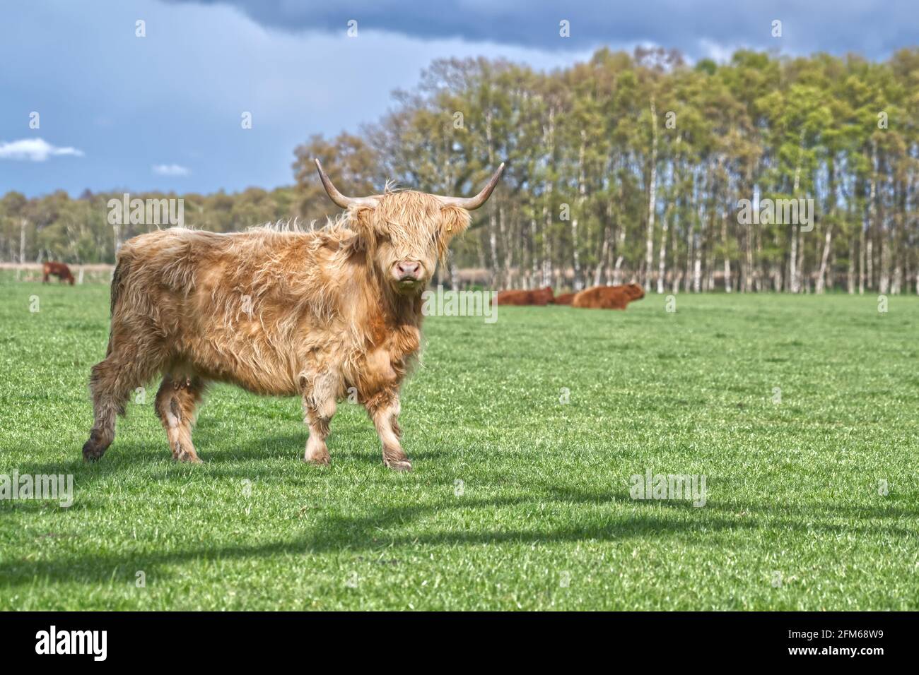 Long haired scottish cattle hi-res stock photography and images - Alamy
