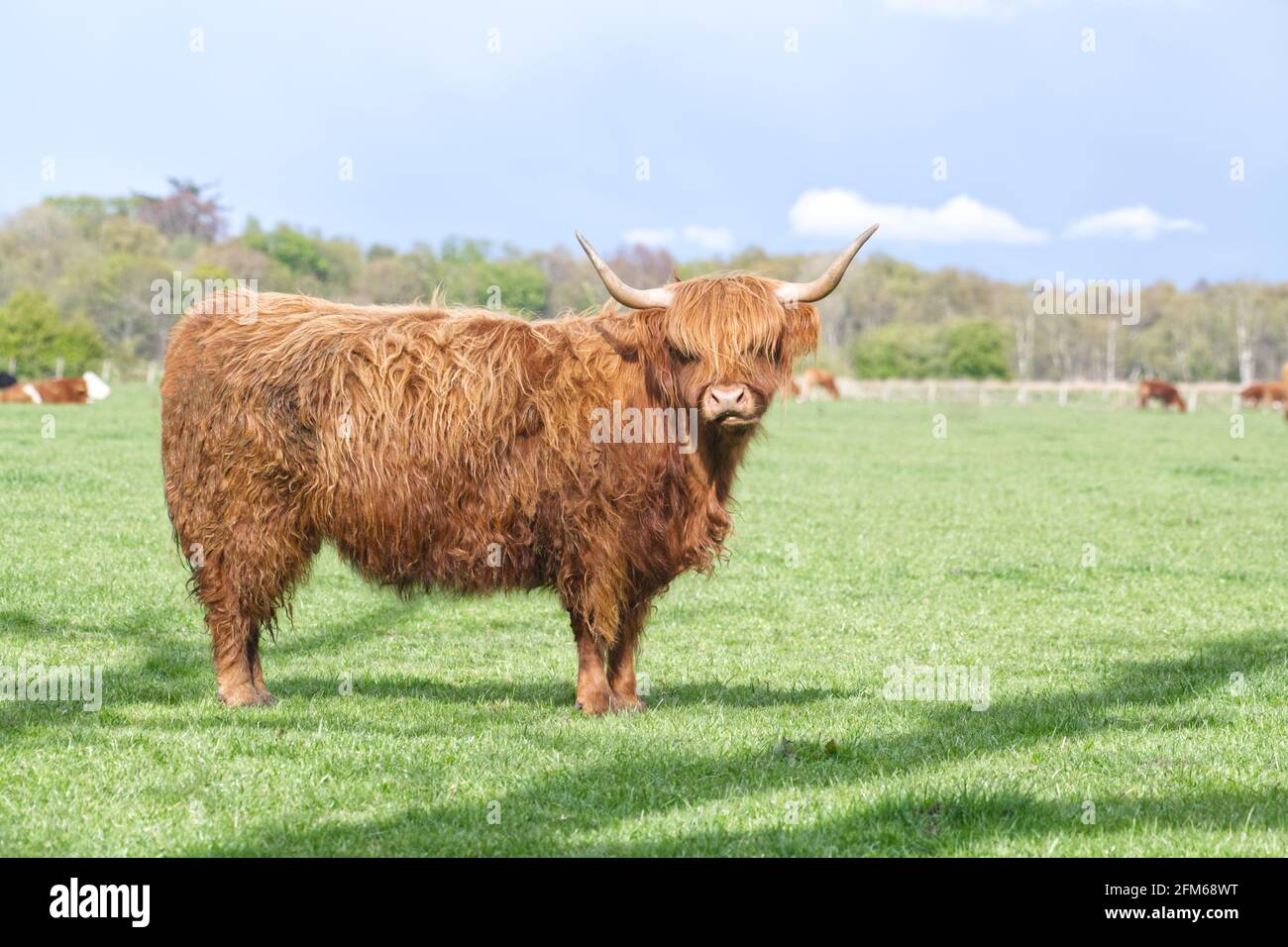 Two females two cows hi-res stock photography and images - Alamy