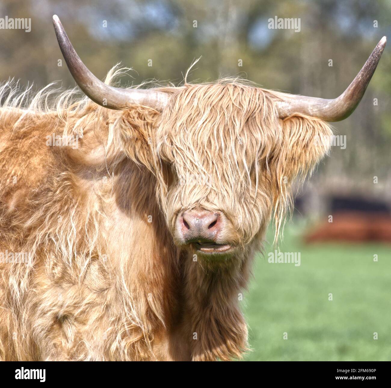 Two scottish highlanders hi-res stock photography and images - Alamy