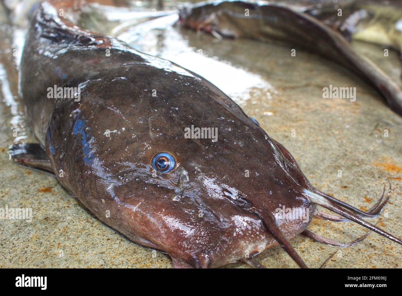 Closeup shot of African clary catfish displayed on the market Stock ...
