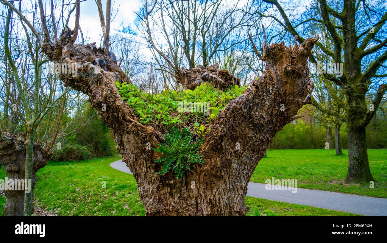 Pollarded ash tree hi-res stock photography and images - Alamy