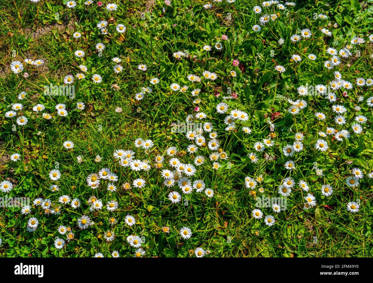 Common daisies in the grass (Bellis perennis Stock Photo - Alamy