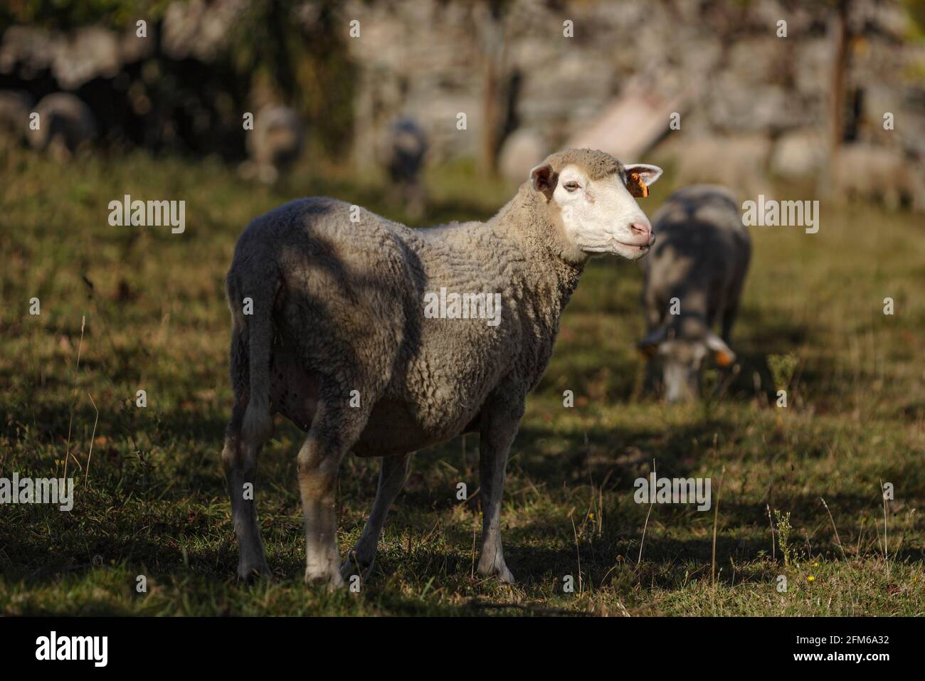 Sheep in a northern portuguese farm Stock Photo - Alamy