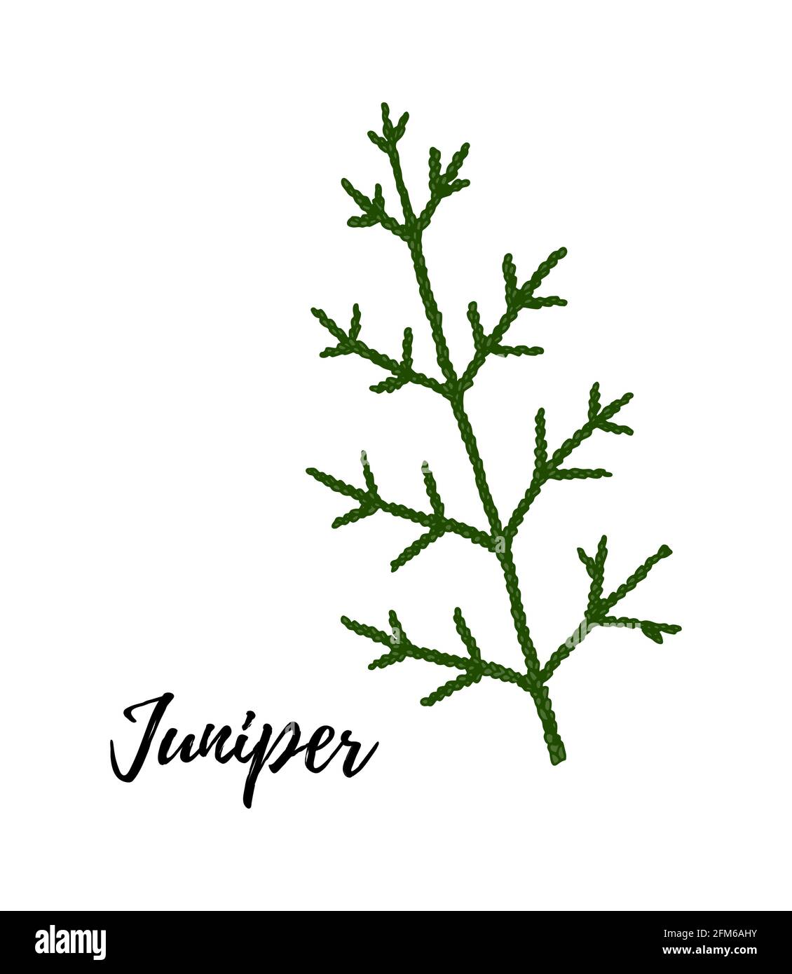 Botanical drawing juniper plant hi-res stock photography and images - Alamy
