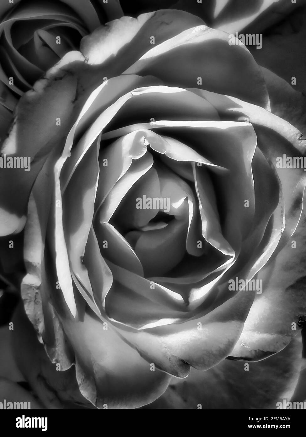 Bw rose hi-res stock photography and images - Alamy