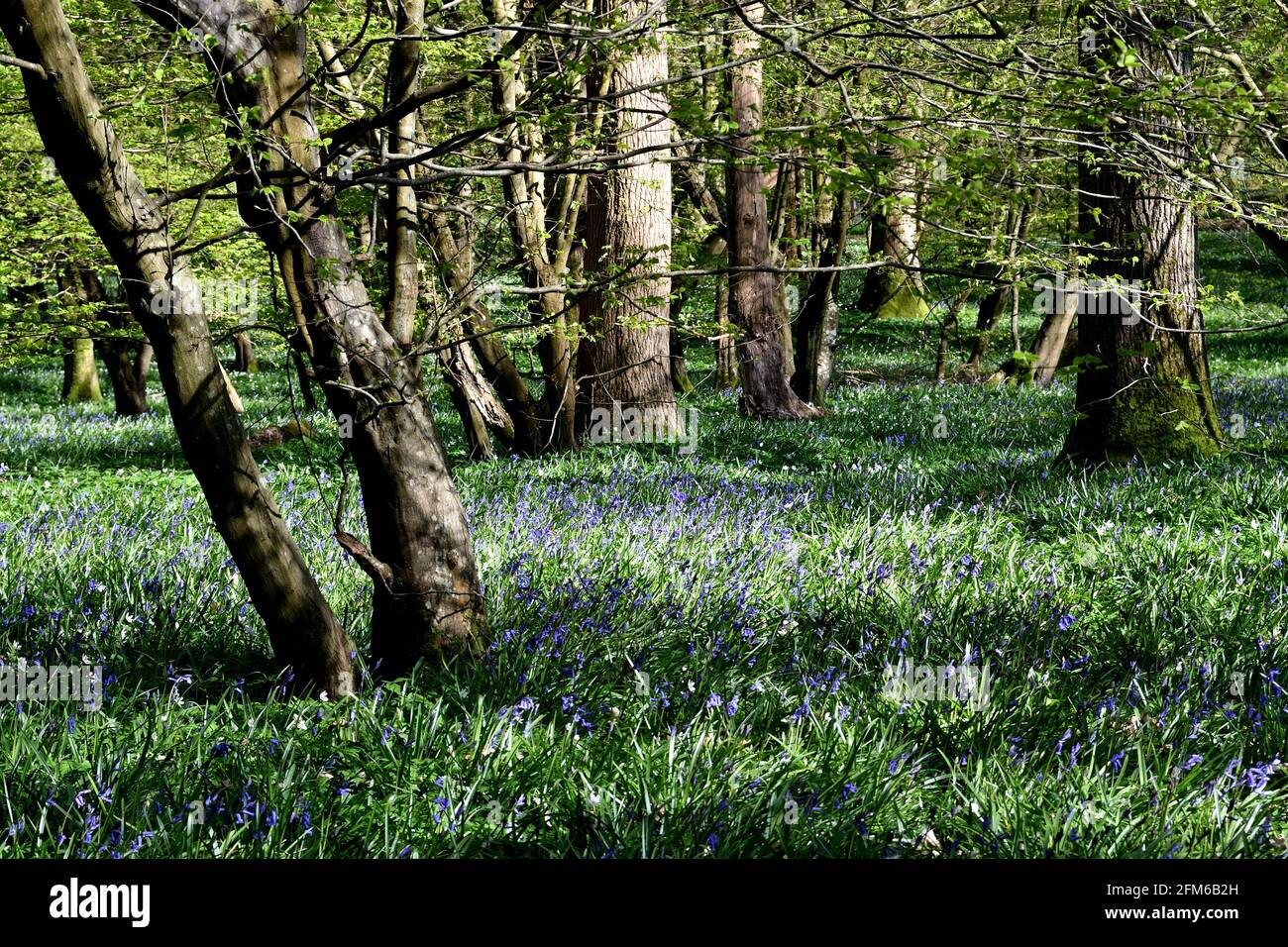 Ancient woodland uk Stock Photo - Alamy